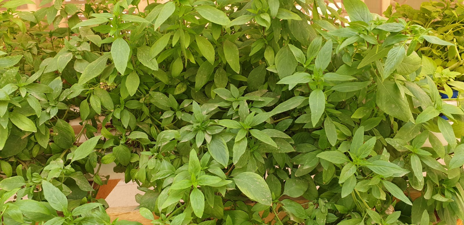 Our Basil Blessing - SDCLC In Cairo, Egypt